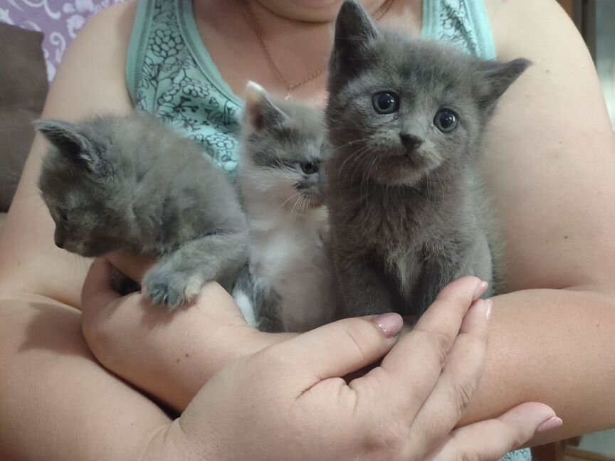 Котята девочки бесплатно