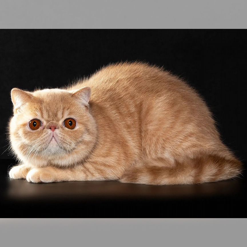 Экзотический короткошёрстный котёнок