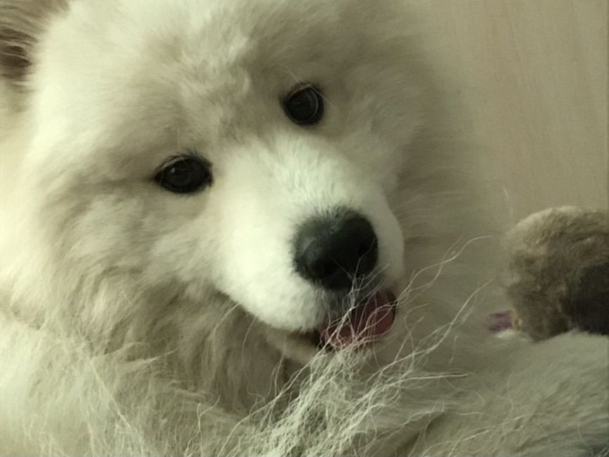 Самоедская лайка