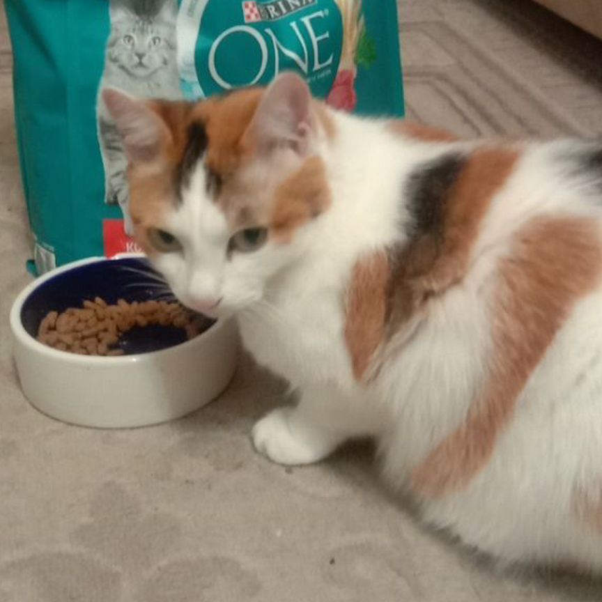 Взрослая кошка от частного владельца