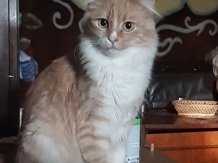 Котик ищет дом