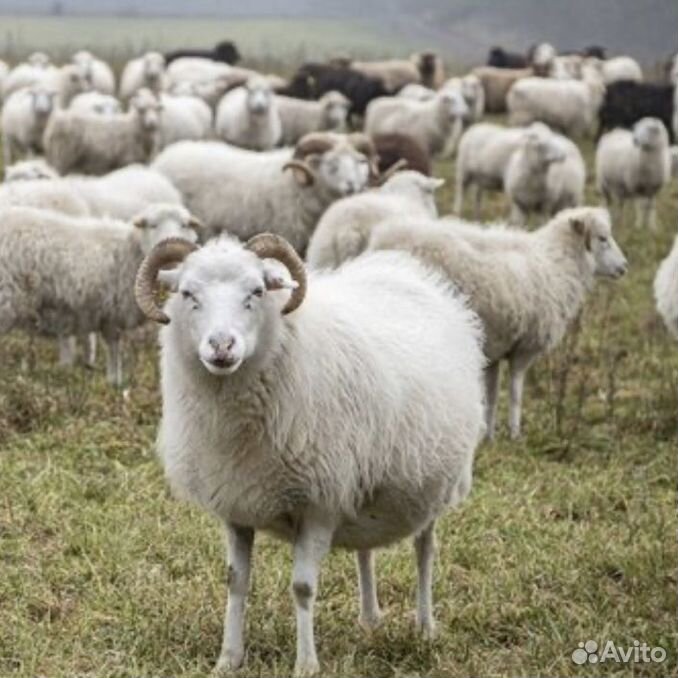 Продаю ягнят баранчиков