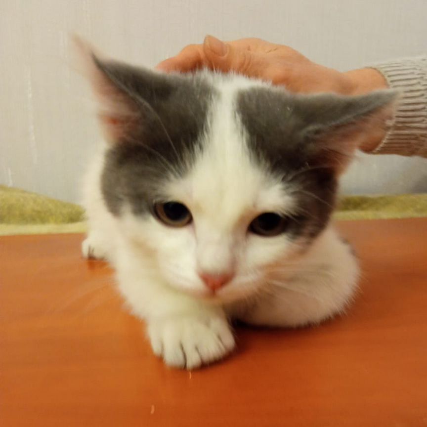Красивые котята девочки в добрые руки