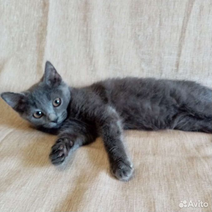 Кошечка, фенотип русской голубой