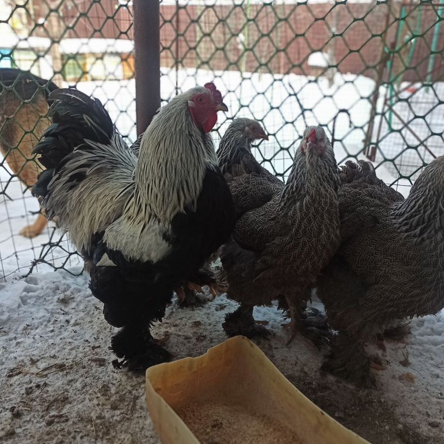 Куры Брама Темная, петух