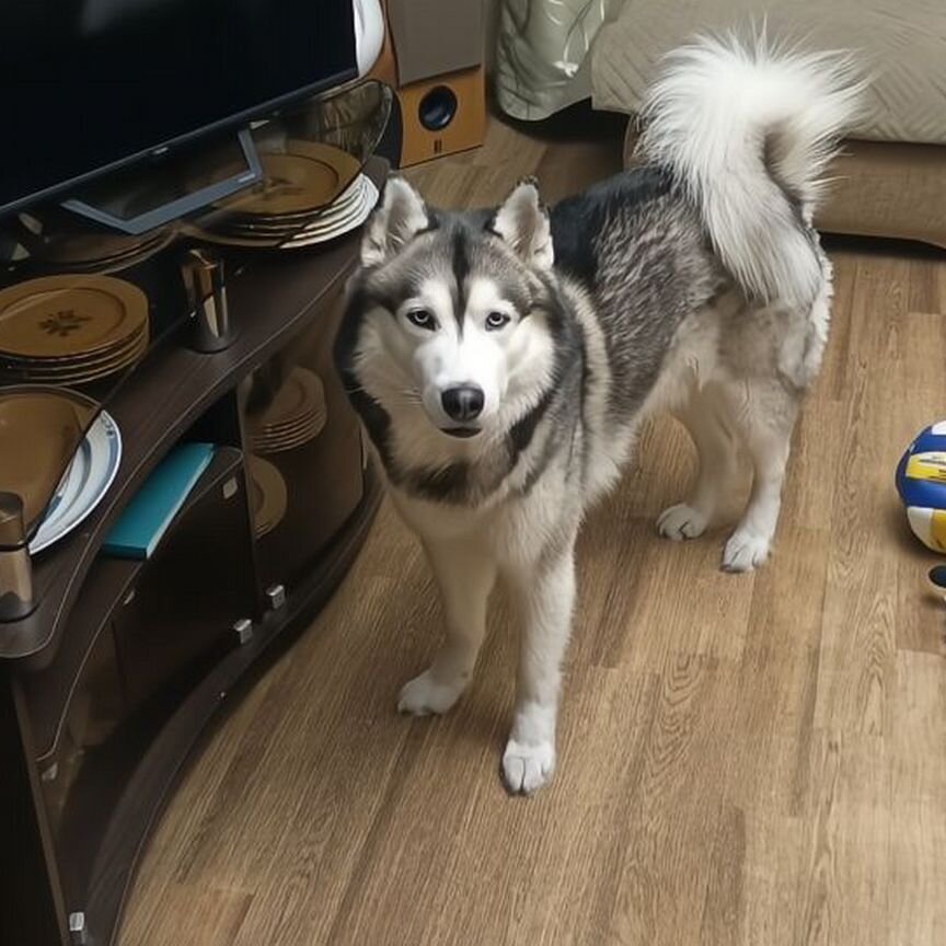 Сибирский хаски, вязка