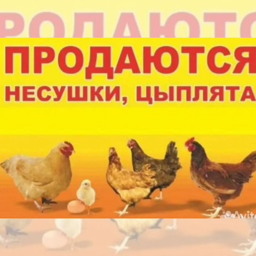 Цыплята суточные несушки