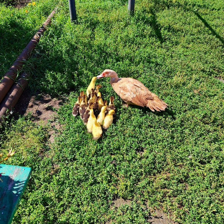 Продажа индоутят