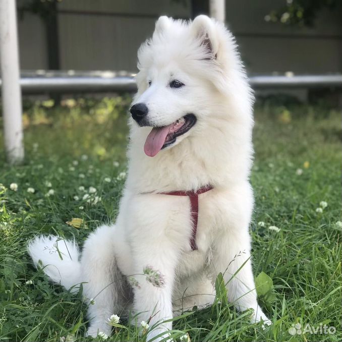 Собака самоед