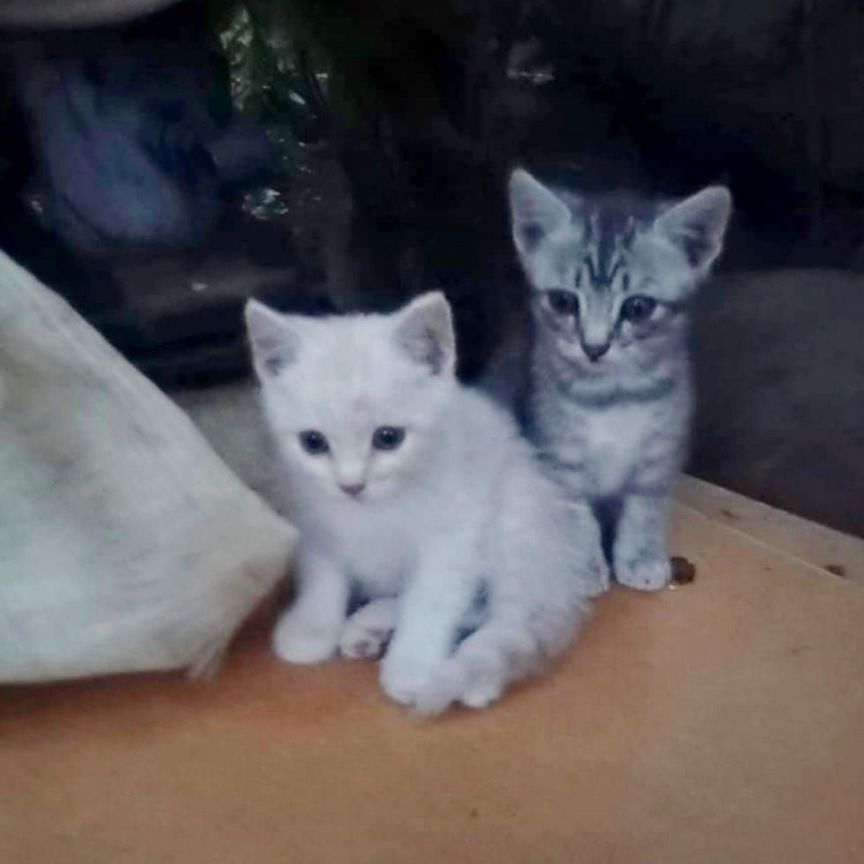 В холоде на улице ласковые котята.Приютите