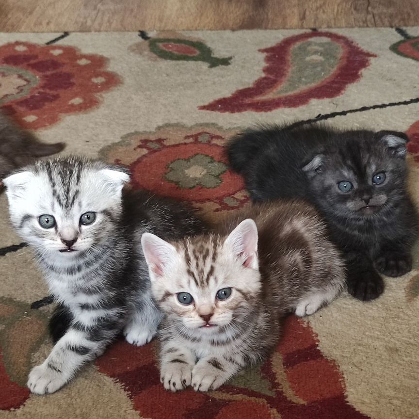 Британские котята