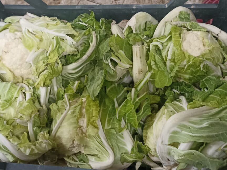 Корма для животных оптом очистки овощные