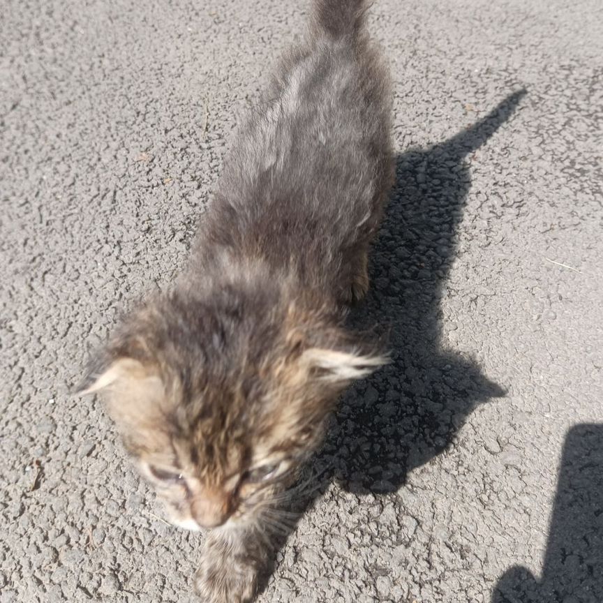 Отдам в добрые руки котят, есть вислоухие