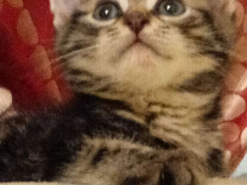 Котёнок родился 17 ноября. Порода Майкун