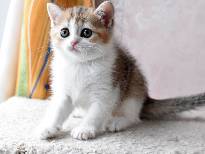 Шотландская кошечка страйт