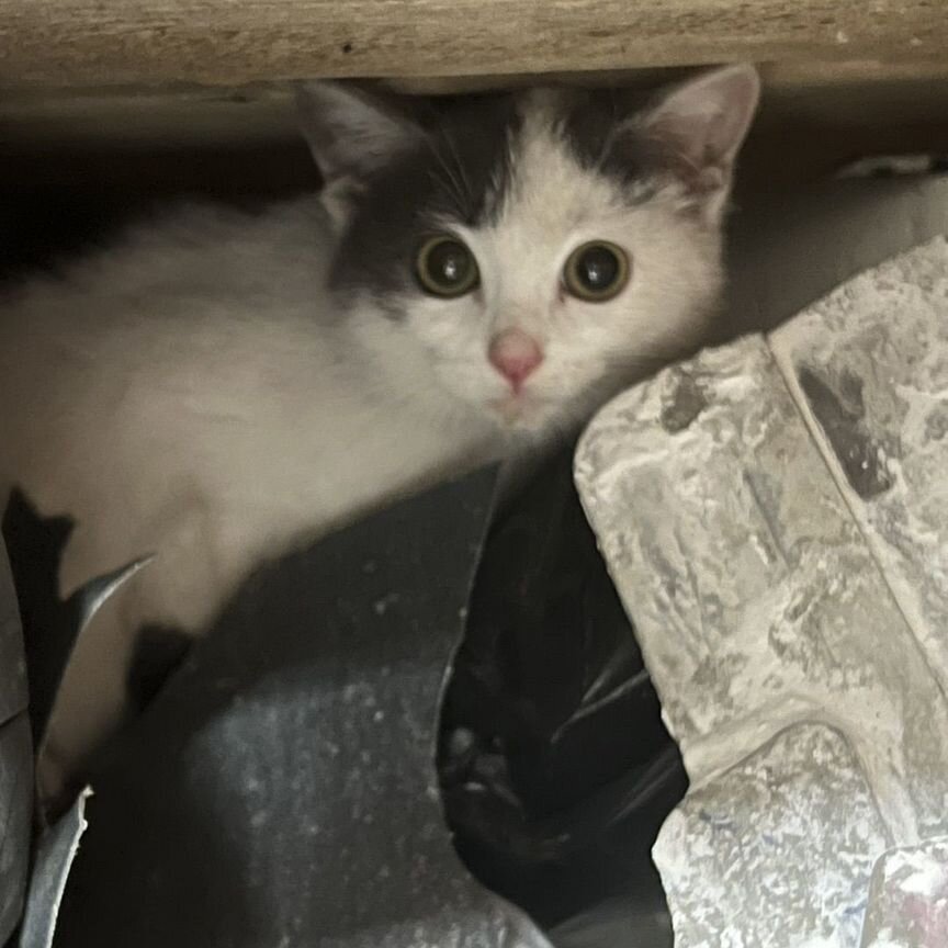 Котенок в добрые руки