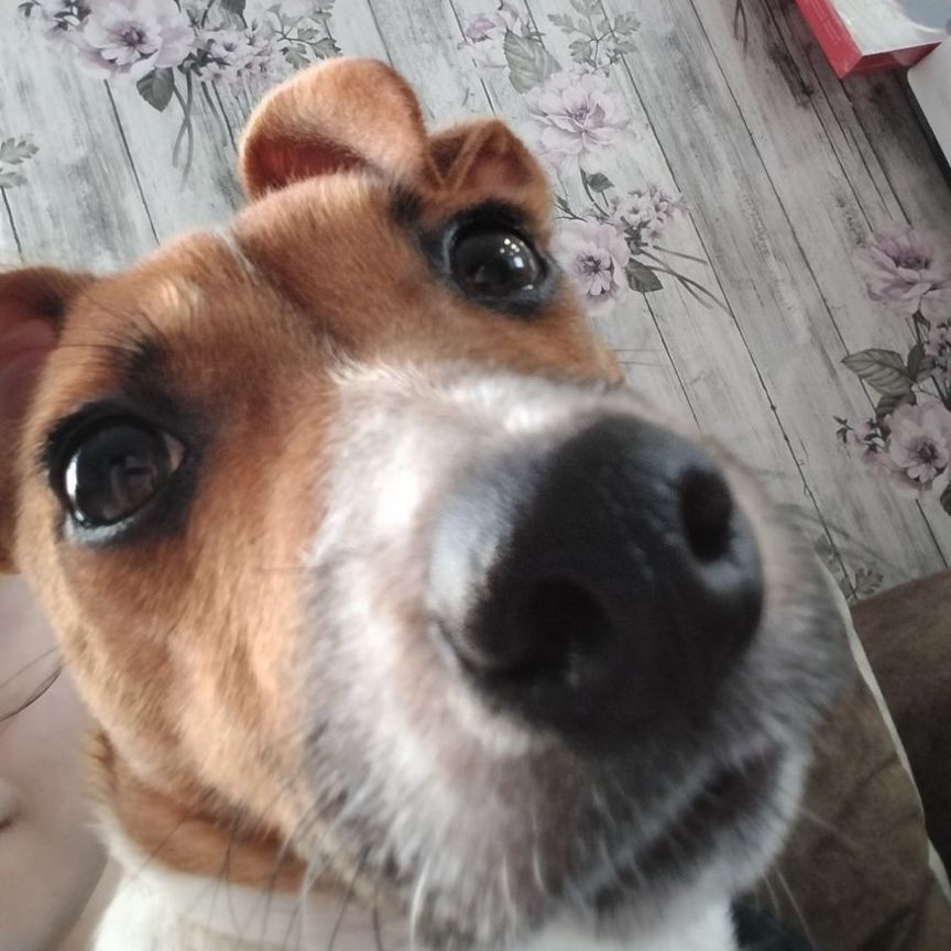 Джек-рассел-терьер, щенок