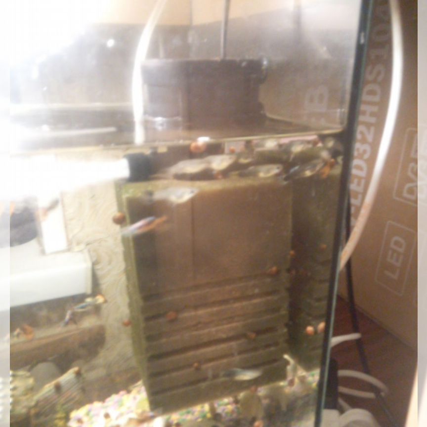 Аквариумные рыбки гуппи