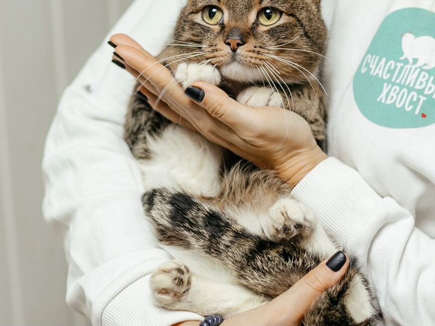 Кот Боря ищет дом