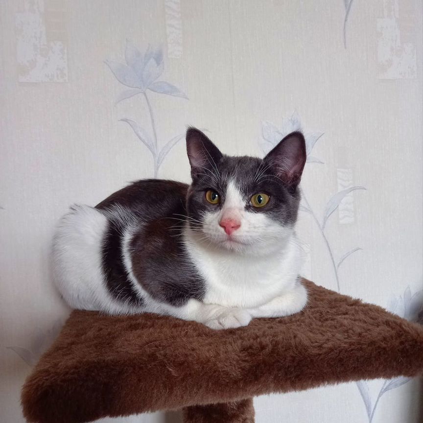 Кот для вязки бесплатно