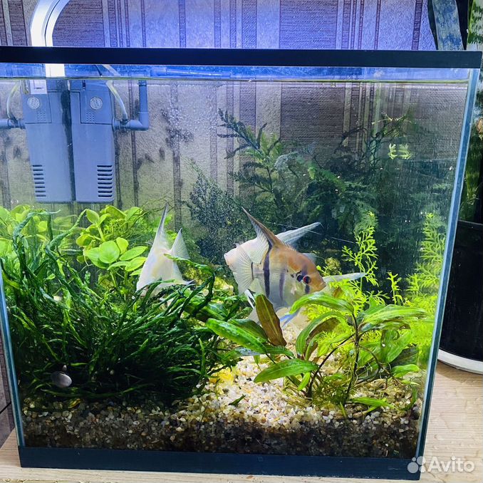Аквариум cube 60 литров