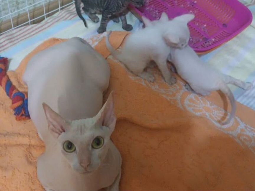 Продам котят донского сфинкса