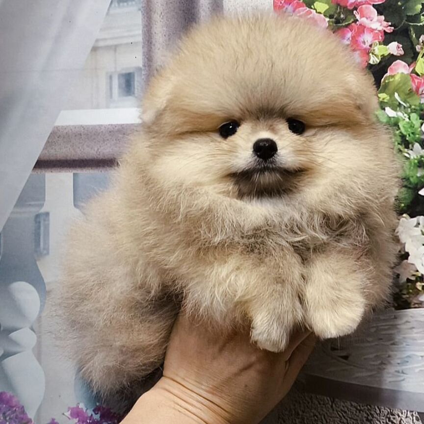 Померанский шпиц, щенок