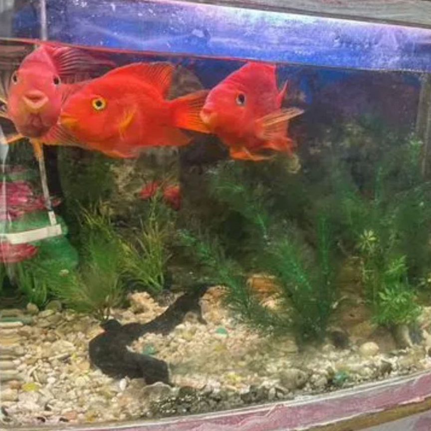 3 рыбки попугай