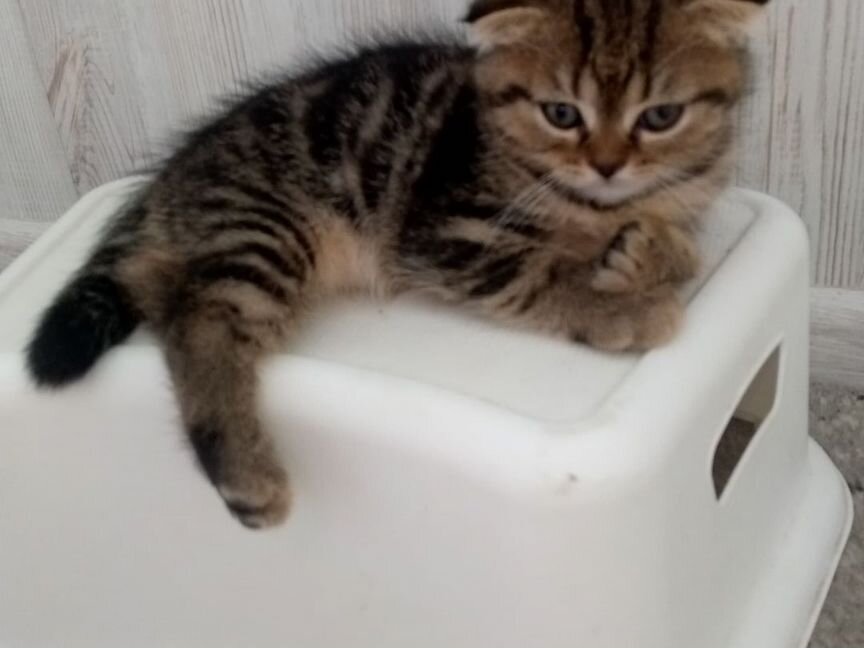 Британские вислоухие котята