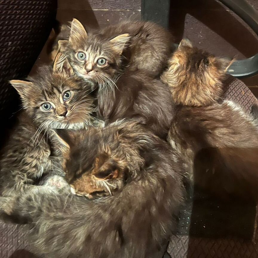Котята в добрые руки бесплатно