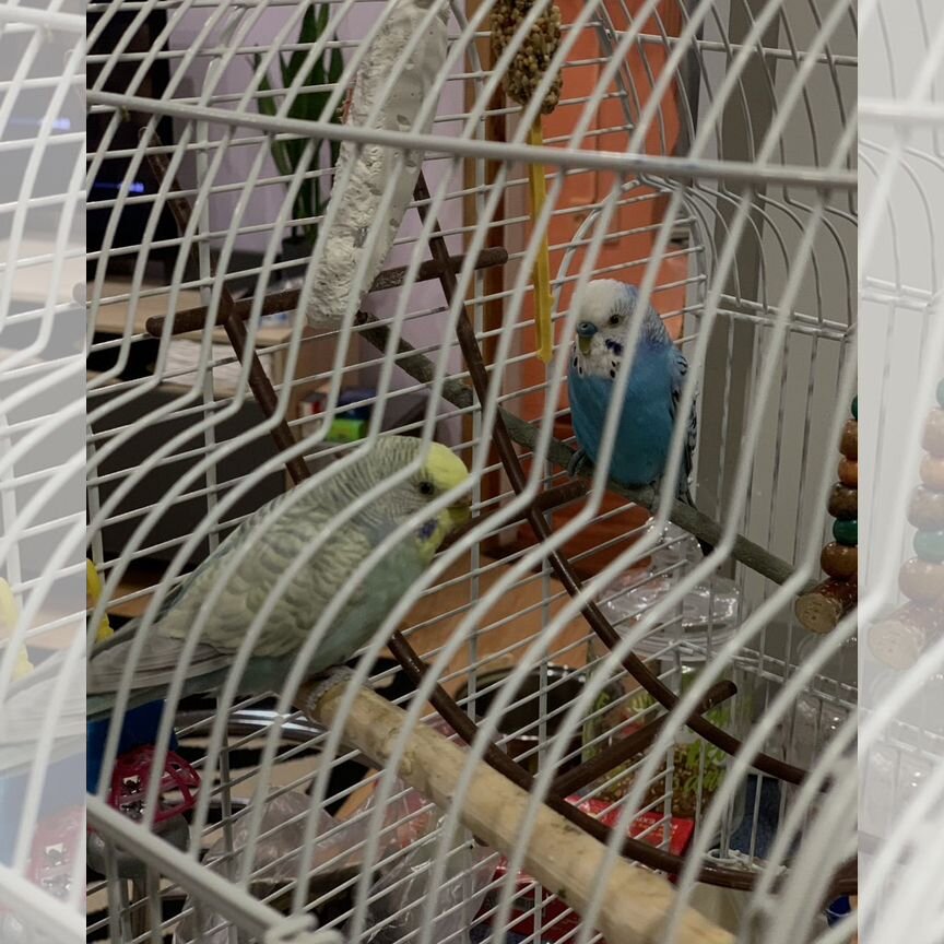 Волнистые попугаи