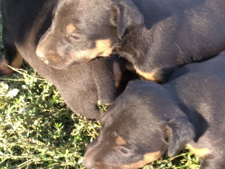 Щенки ягдтерьера