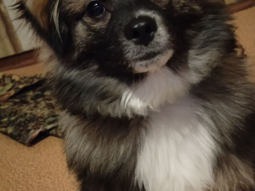 Собаки щенки