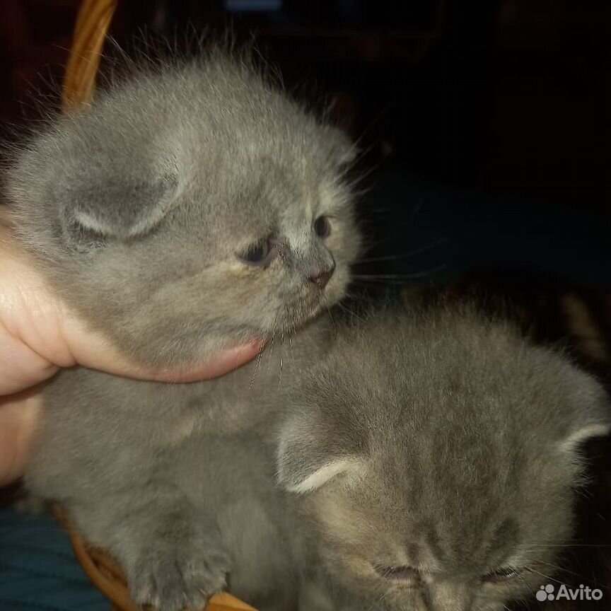 Британская