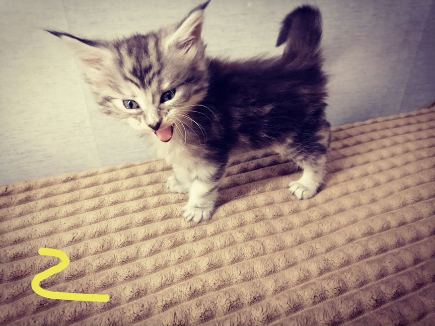 Котята Мейн Кун
