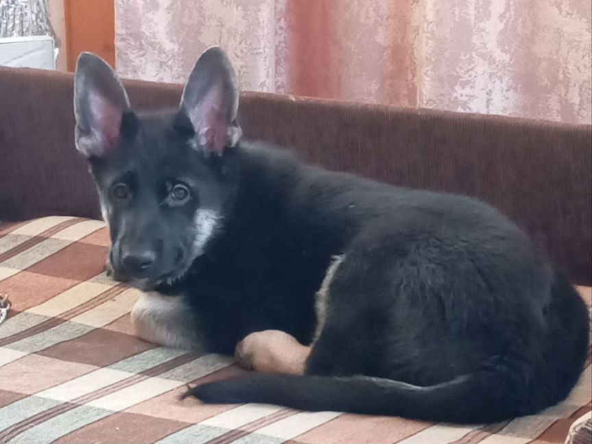 Продаю щенков