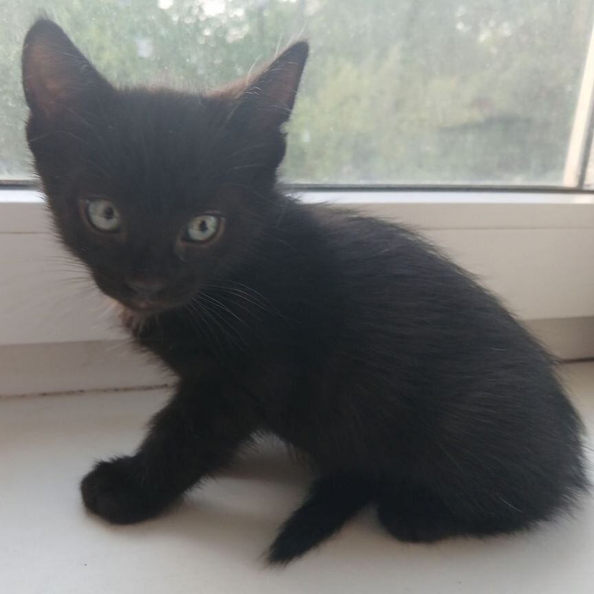Тайский котёнок