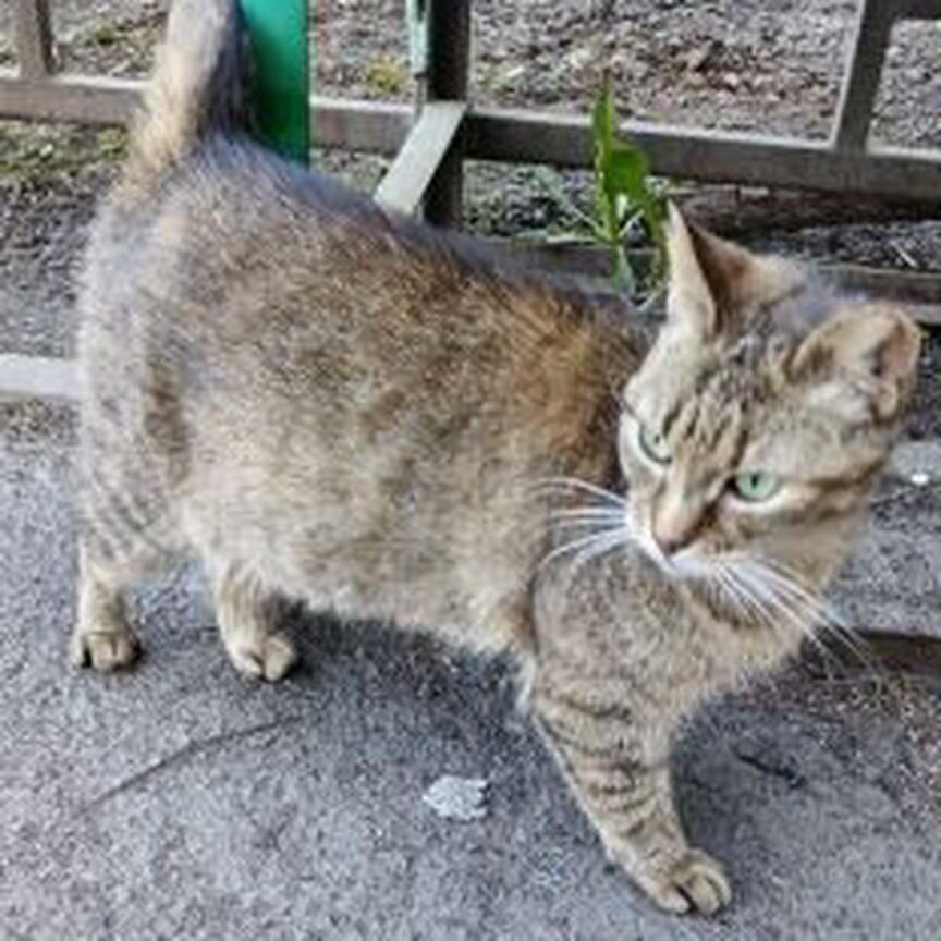 Взрослая, кошка в добрые руки