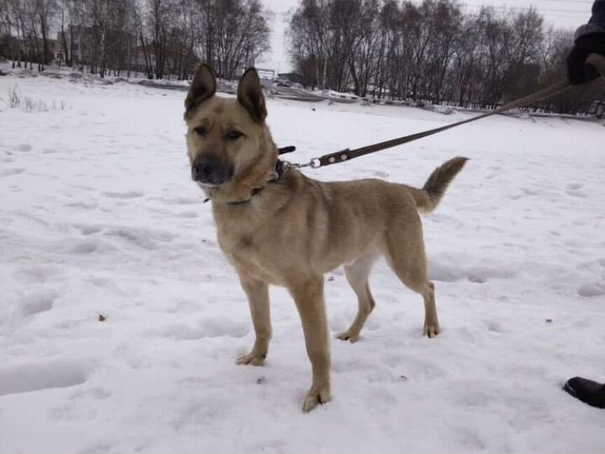 Очень добрый мальчик Шарик ищет дом