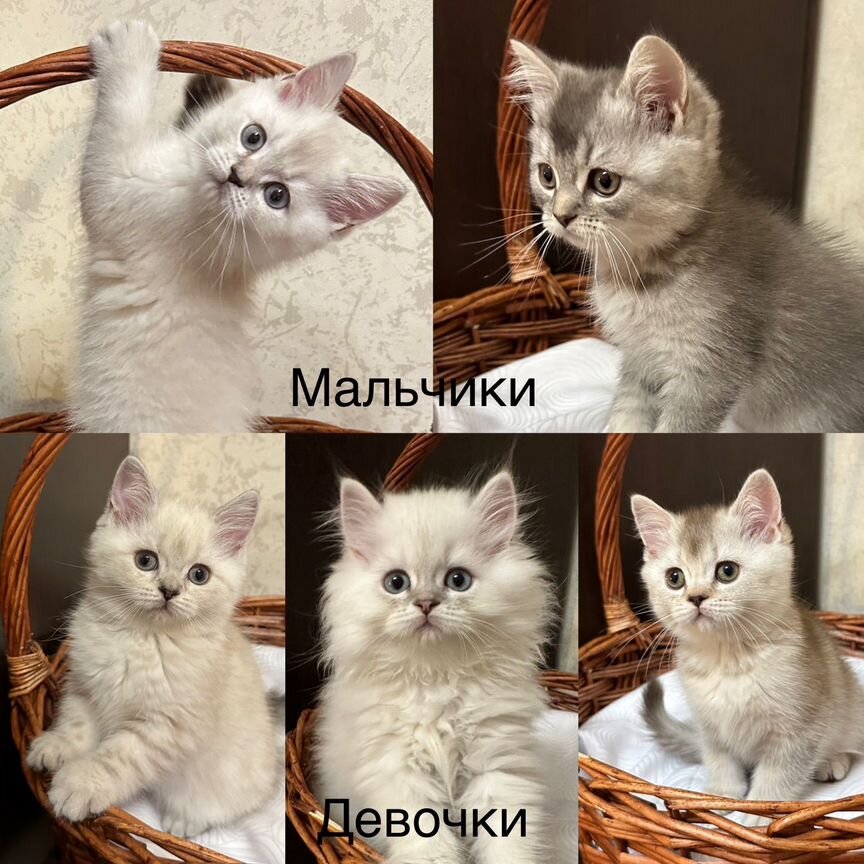 Шотландские прямоухие котята