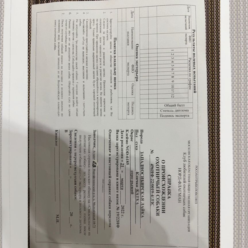Продаю западносибирскую лайку