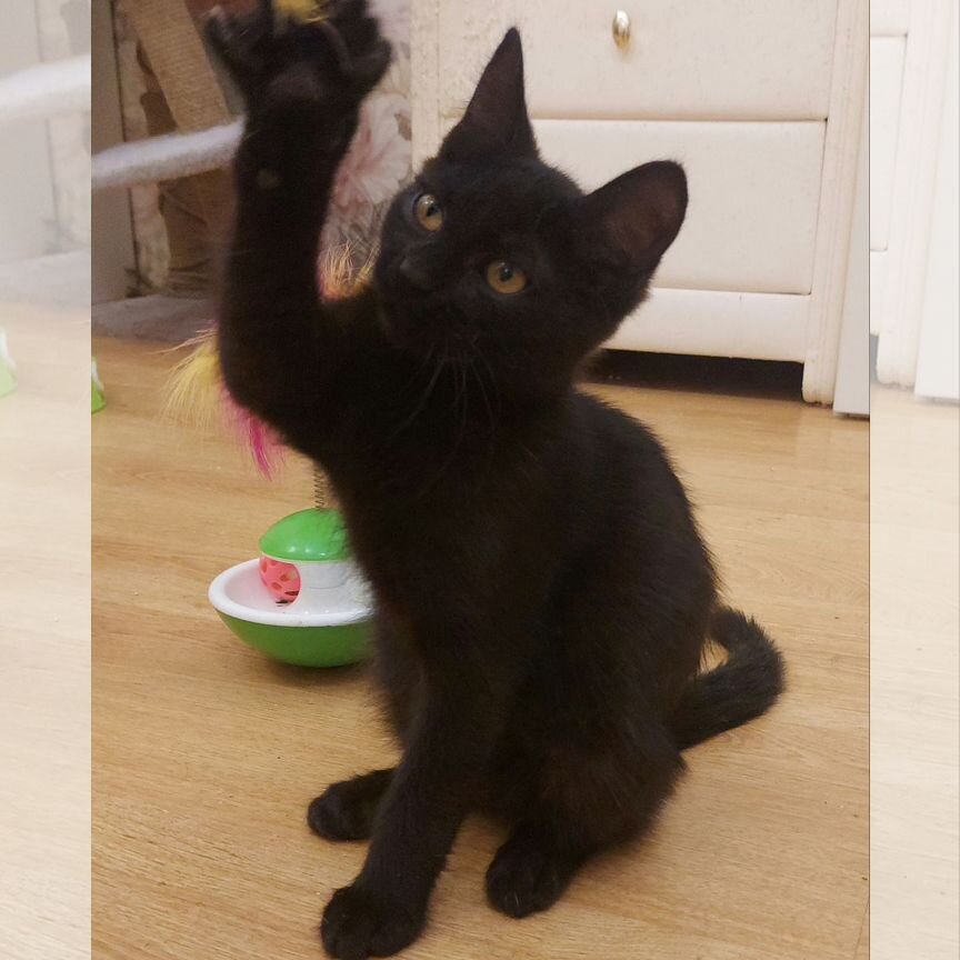 Котёнок в добрые руки