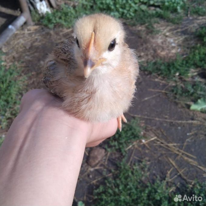 Цыплята несушек