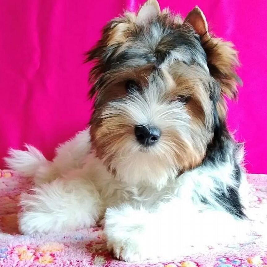 Бивер-йоркширский терьер, щенок