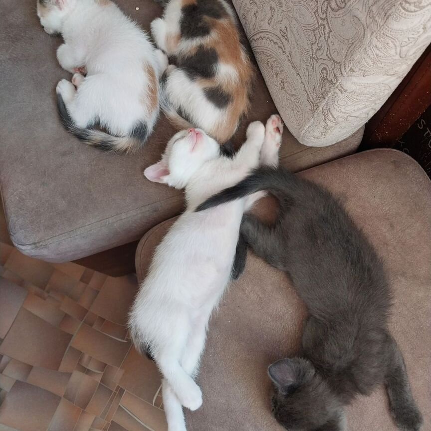 Котята в добрые руки