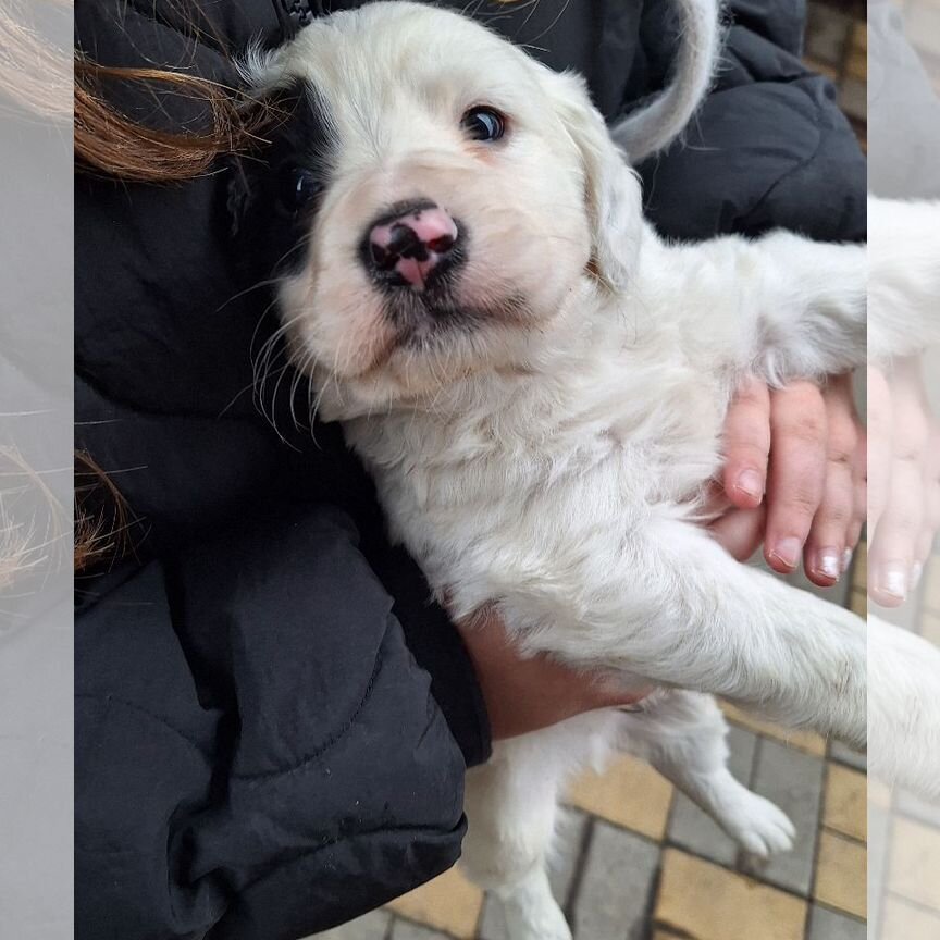 Щенки смесь спаниель