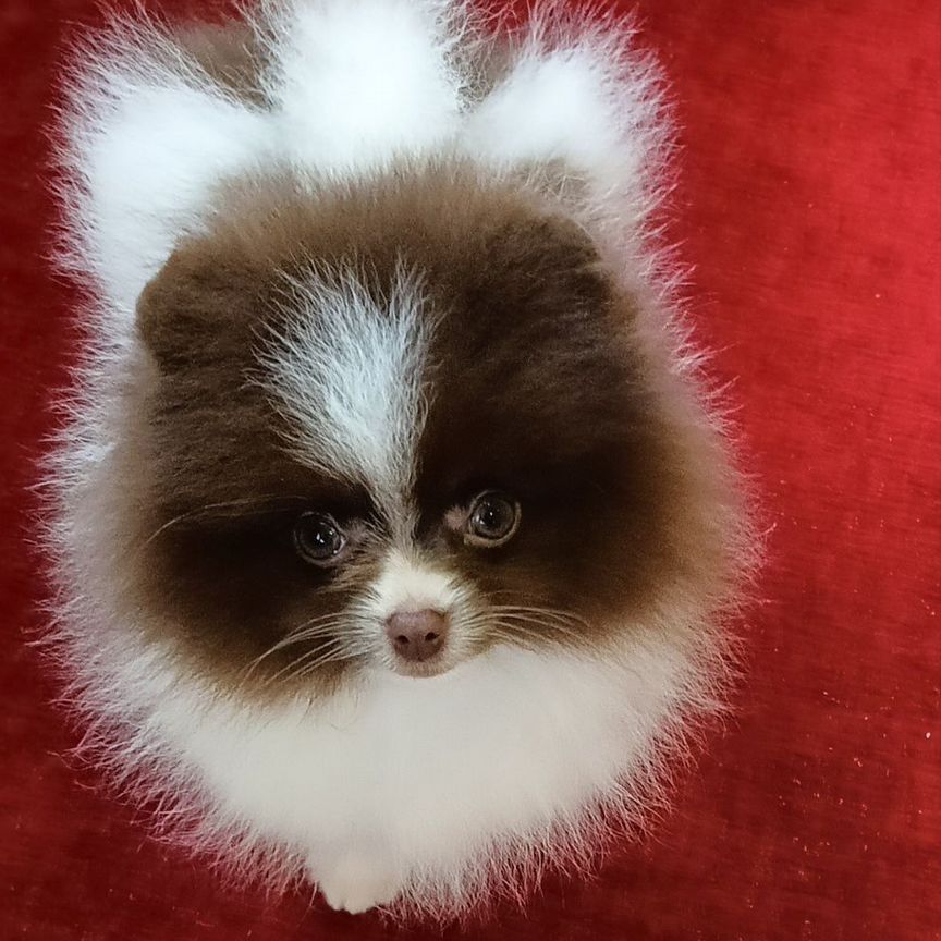 Шпиц.Шикарные сестрички