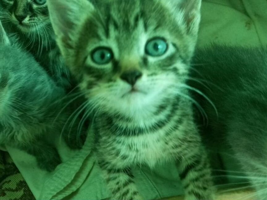 Кошки