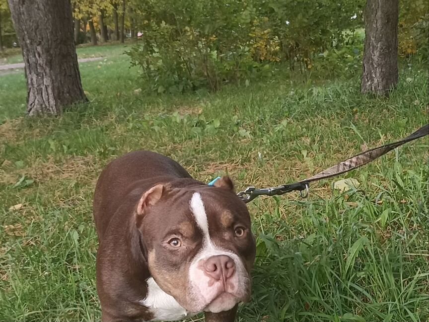 Американский булли подросток