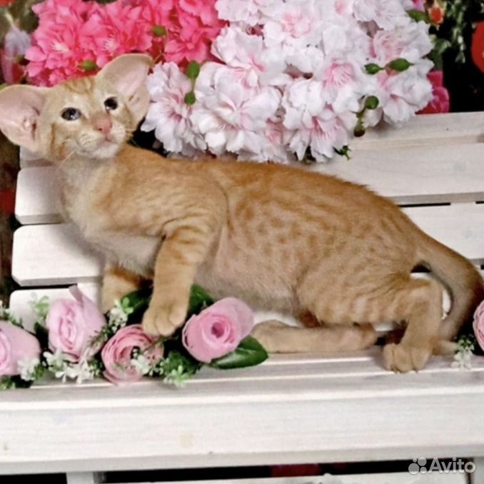 Ориентальные котята экстремальный тип